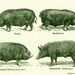 1922 Antique PIG Print Swine Hogs Vintage Farm Animals