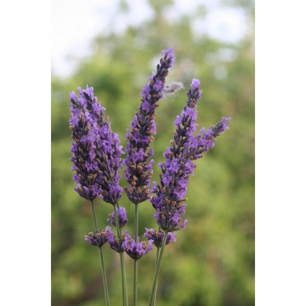 3 Grosso French Lavender LAVANDIN x intermedia