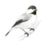 Popular items for chickadee drawing on Etsy