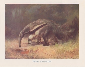 Items similar to Mr. Anteater A4 print on Etsy