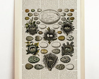 Bird eggs chart | Etsy