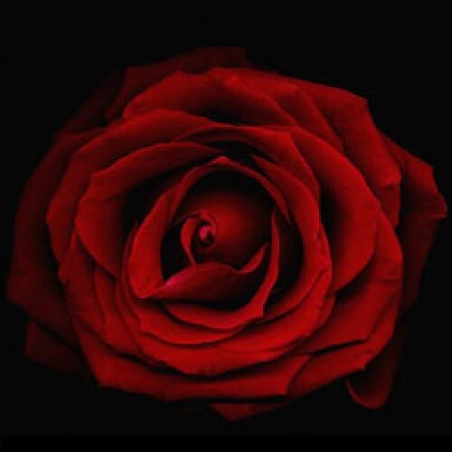 Sanguine Rose Designs by SanguineRoseDesigns on Etsy