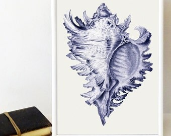 Shell illustration | Etsy