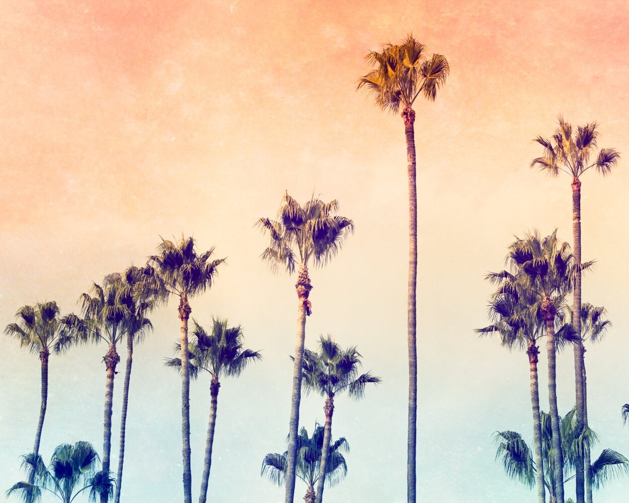 California Photography Palm Tree Art Ombre by ColorPopPhotoShop