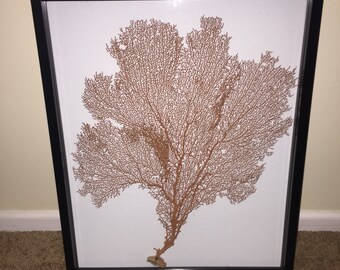 Items similar to Sea Fan Shadow Box on Etsy