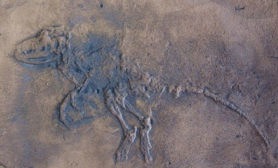 mammal Macrocranion Fossil Replica in Museum Quality