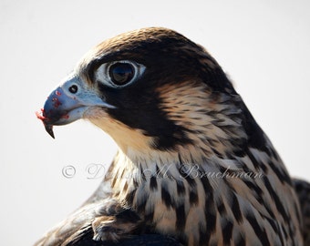 Peregrine falcon | Etsy