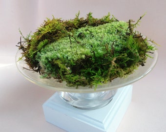 Moss arrangement | Etsy