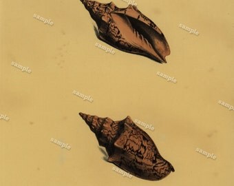 Cone Auger & Turret Shells South Pacific Caribbean Vintage