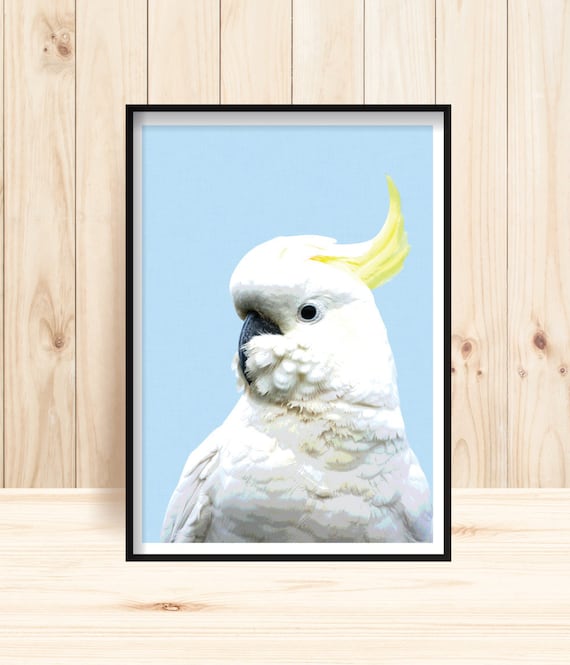 Cockatoo Prints Sulphur Crested Cockatoo Wall Art Australian