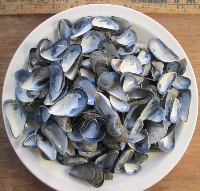 Bulk Mussel Shells for Crafts 300 Small Mussels for