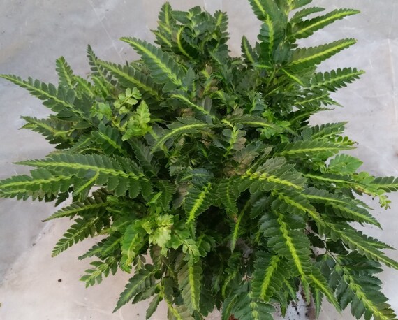 East Indian Fern Plant in 6 inch pot