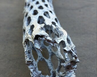 Cholla cactus skeleton | Etsy