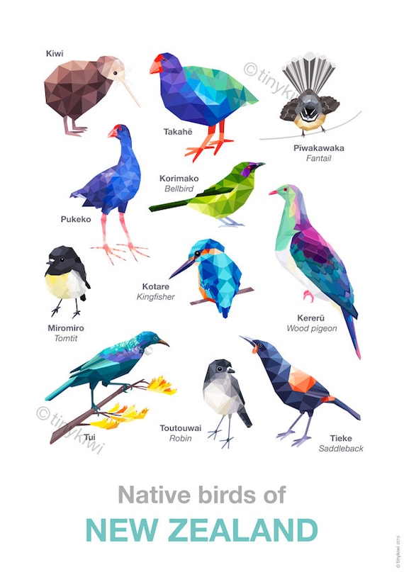 New Zealand birds poster A2 poster Tui by tinykiwiPrints on Etsy
