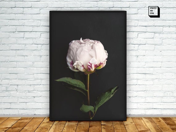 White flower print peony print white peony art flower