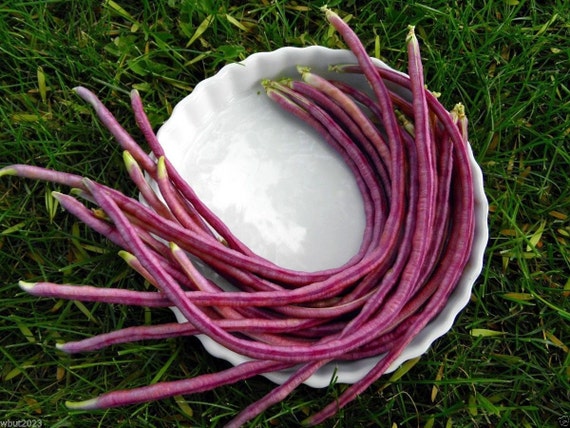 10 Yard-long Bean Chinese Red Noodle Aka Pole Long by FancyGarden