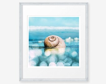 Seashell Photography Sea Shell Photography Seashell Photo