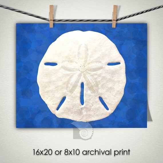 Sand Dollar Wall Art Coastal Art Sea Shell Art Art Prints