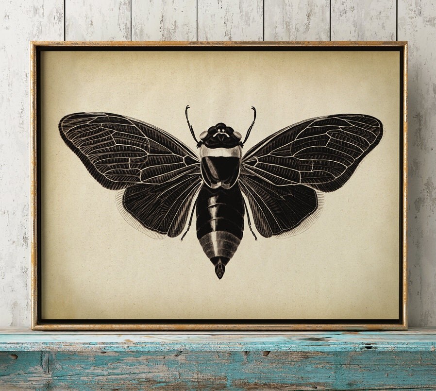 Insects print Insect poster moth print moth poster