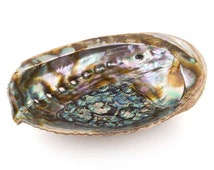 Popular items for large shell on Etsy