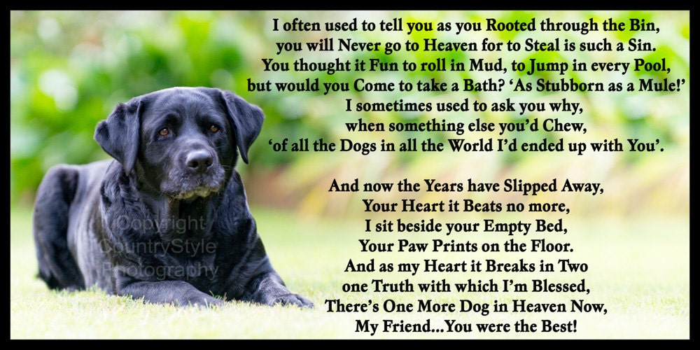 Black Labrador Retriever dog memorial Fridge Magnet Pet Loss