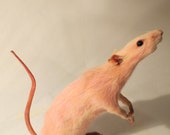 Quick and the Dead Taxidermy by Quickandthedeadshop on Etsy