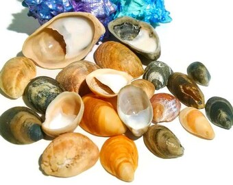 Rare sea shells | Etsy