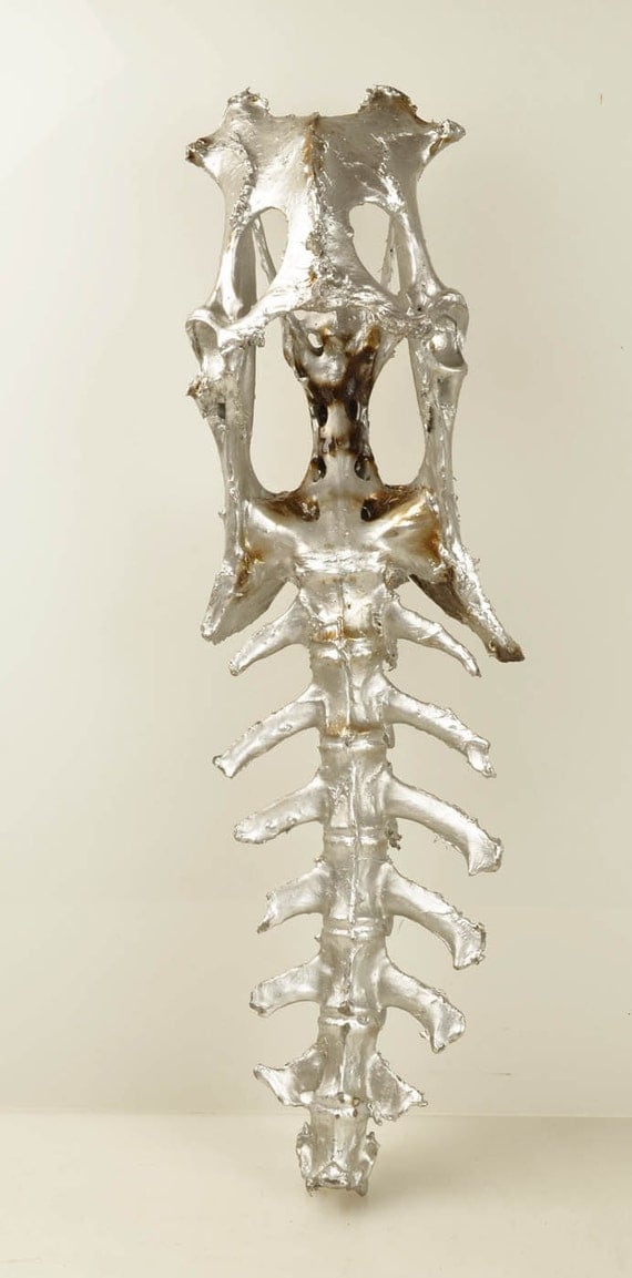 Animal Skelton Spine Column Vertebrae and Pelvis Specimen