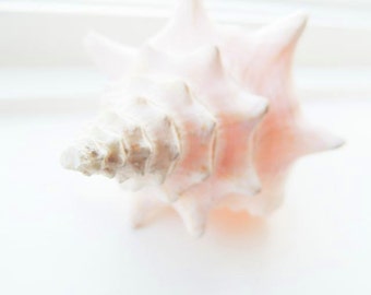 Seashell wall decor | Etsy