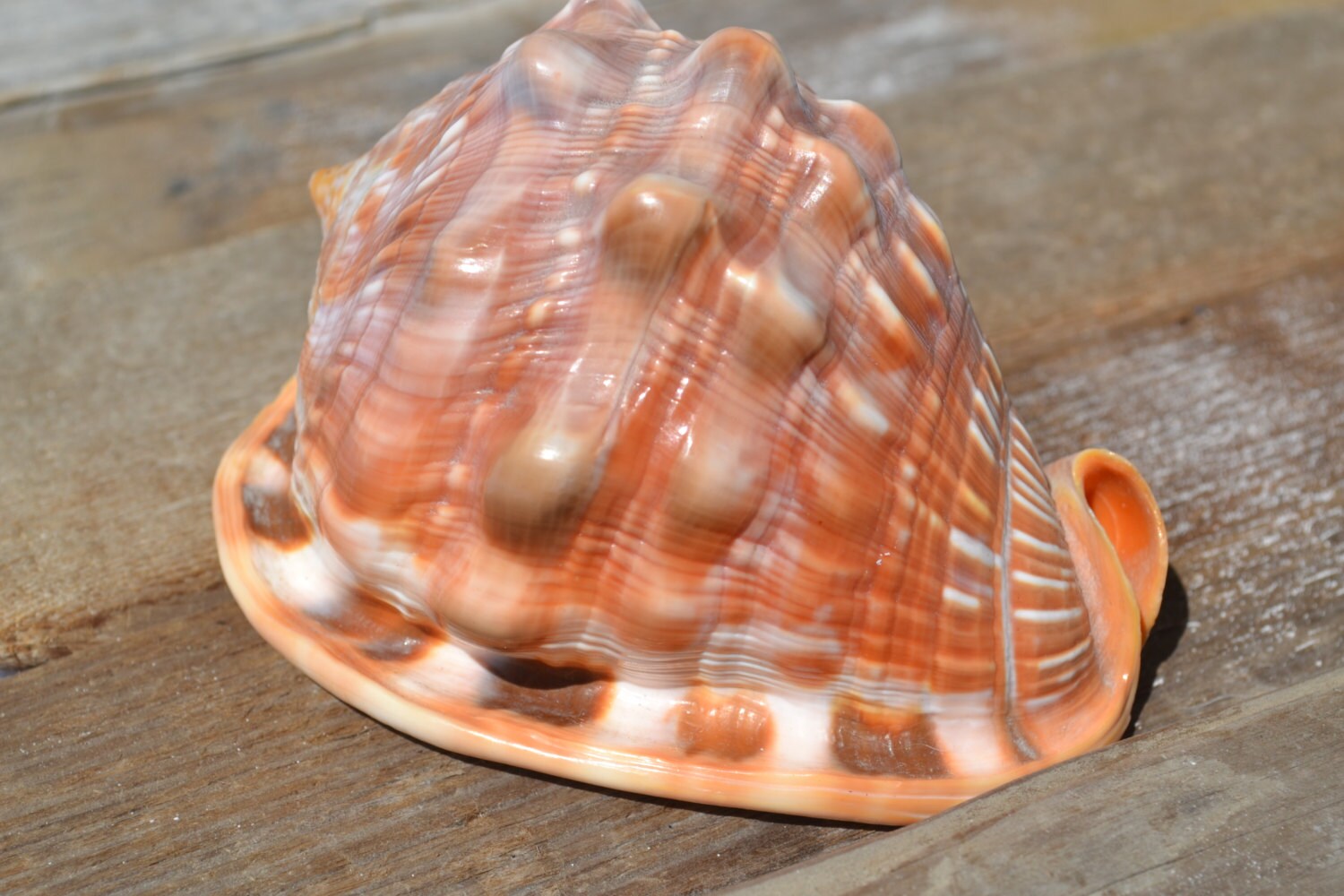 Cassis Rufa Cypraecassis Rufa Conch Shell 4