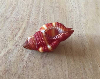 Hawaiian Sea Shell and Sea glass supplier by hawaiianseashellco