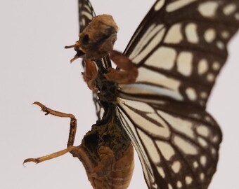 Petite Grotesque by PetiteGrotesque on Etsy