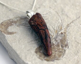 Mosasaur Tooth Fossil Pendant Sterling Silver by MoonUntoMars