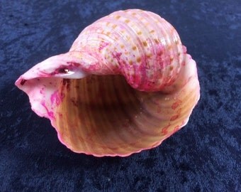 Pink seashells | Etsy