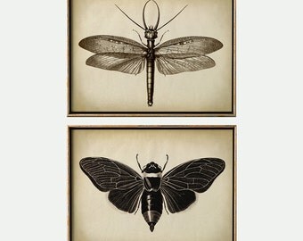 Unique antique insect print related items | Etsy