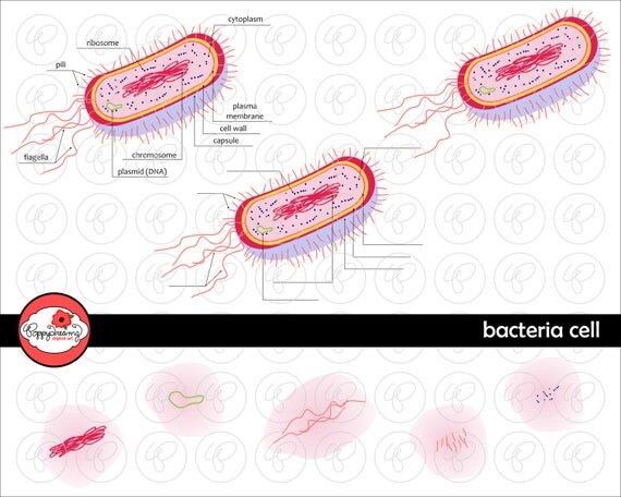 Bacteria Cell Science Diagram Clipart Set 300 dpi School