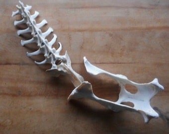 Deer pelvis | Etsy
