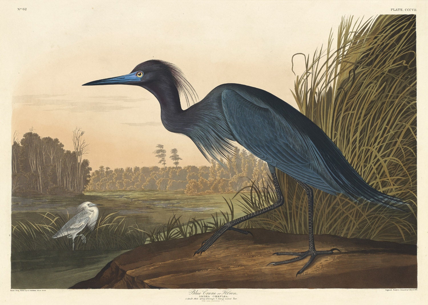 John James Audubon Reproductions Blue Crane or Heron 1836.