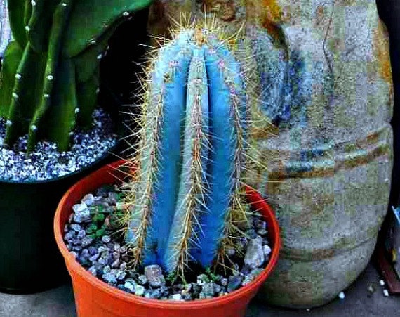 Cactus plants, Cactus flower, Blue cactus