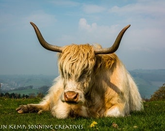 Hairy Cow Photo Scottish Highland Cattle 8x10 Black and