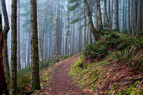 Landscape Photography Forest Print Woodland Print Fog