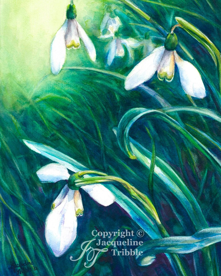 Print Snowdrops watercolor painting by Jacqueline Tribble
