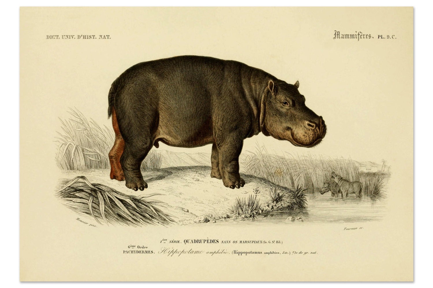 Hippopotamus Print Hippopotamus Art Wild Animals Animal