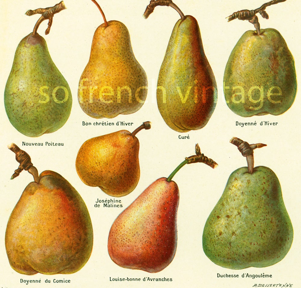 1922 Variétés de POIRES ANCIENNES Planche par sofrenchvintage