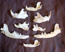 Unique fox bone related items | Etsy
