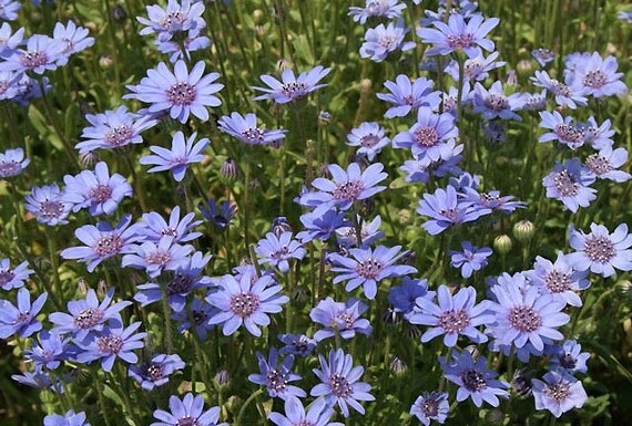 Felicia Heterophylla 25 Seeds True Blue African Daisy Garden