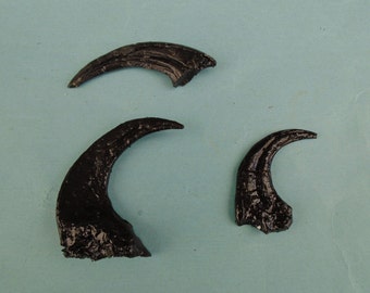 Raptor claw | Etsy