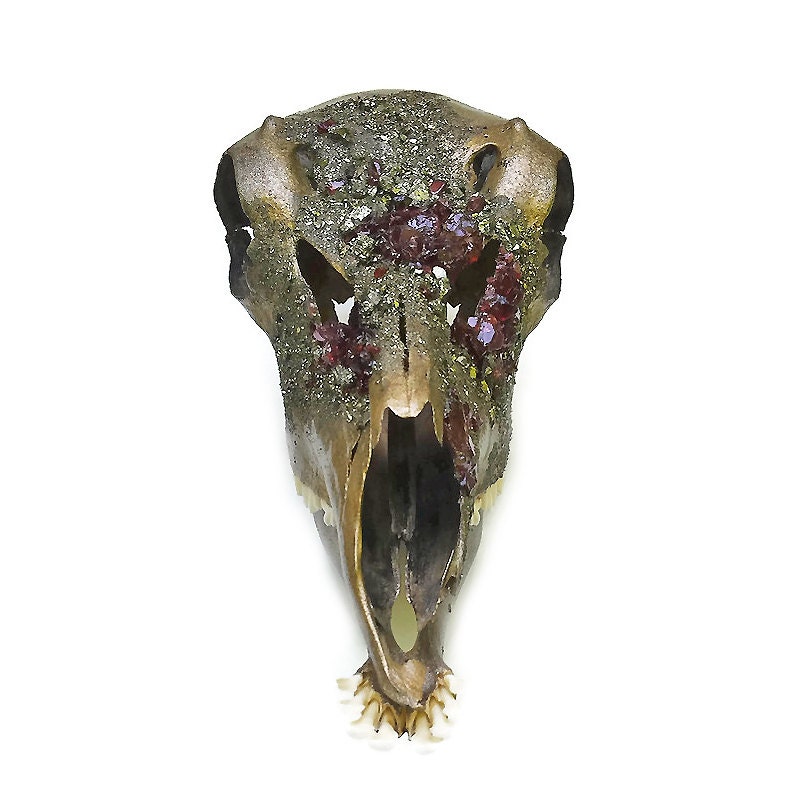 Pronghorn Skull Doe Skull Crystallized Skull by KristenJarvisART