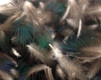Tightley Curled Tail Feathers Mallard Drake Tail Natural