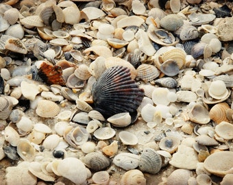 Ocean Wood Posts Beach Wood Pillars Seaside PIer by EmilyJungmeyer